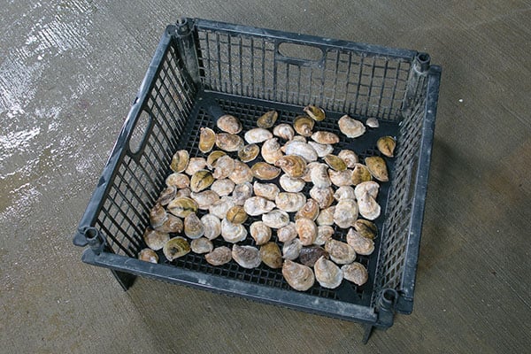 Benefits of Automated Oyster and Clam Sorting | Kason Vibe