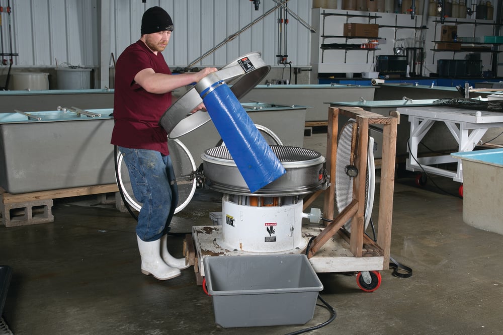 Benefits of Automated Oyster and Clam Sorting | Kason Vibe